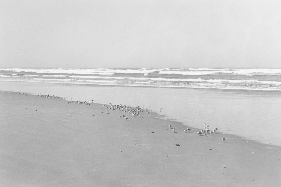 Robert Adams: Sea Stories | Fraenkel Gallery