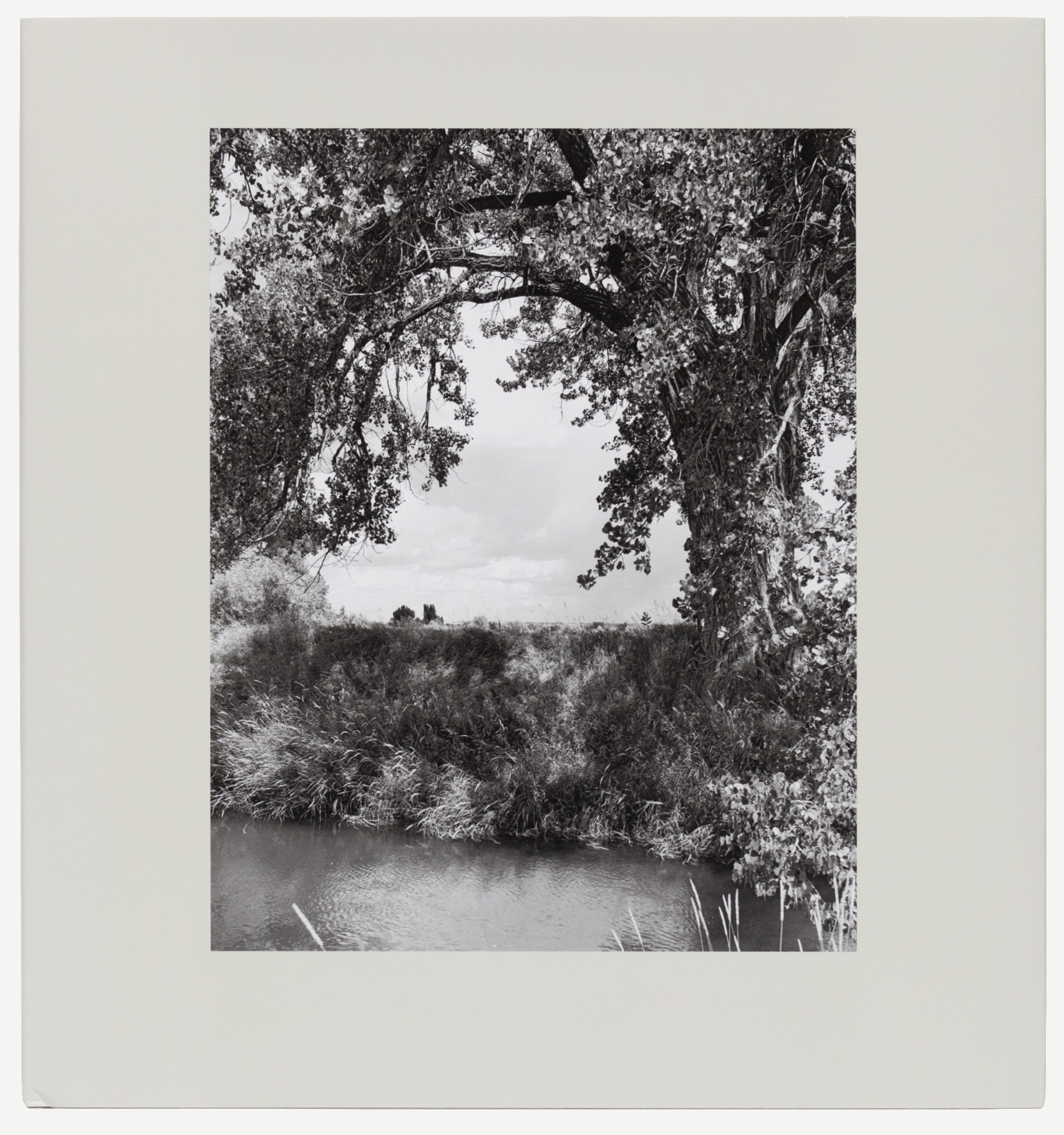 Robert Adams: Cottonwoods | Fraenkel Gallery