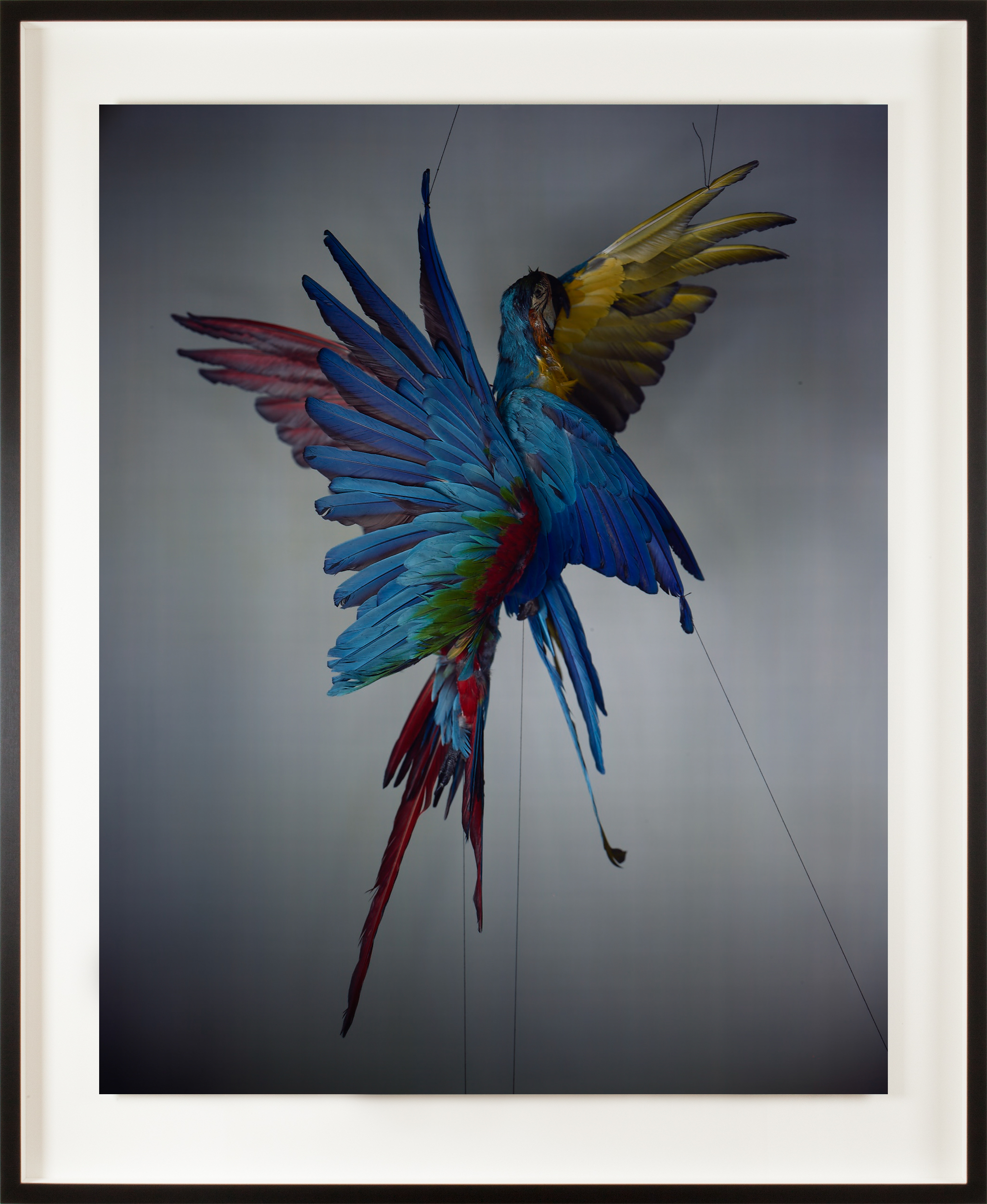 Richard Learoyd | Fraenkel Gallery