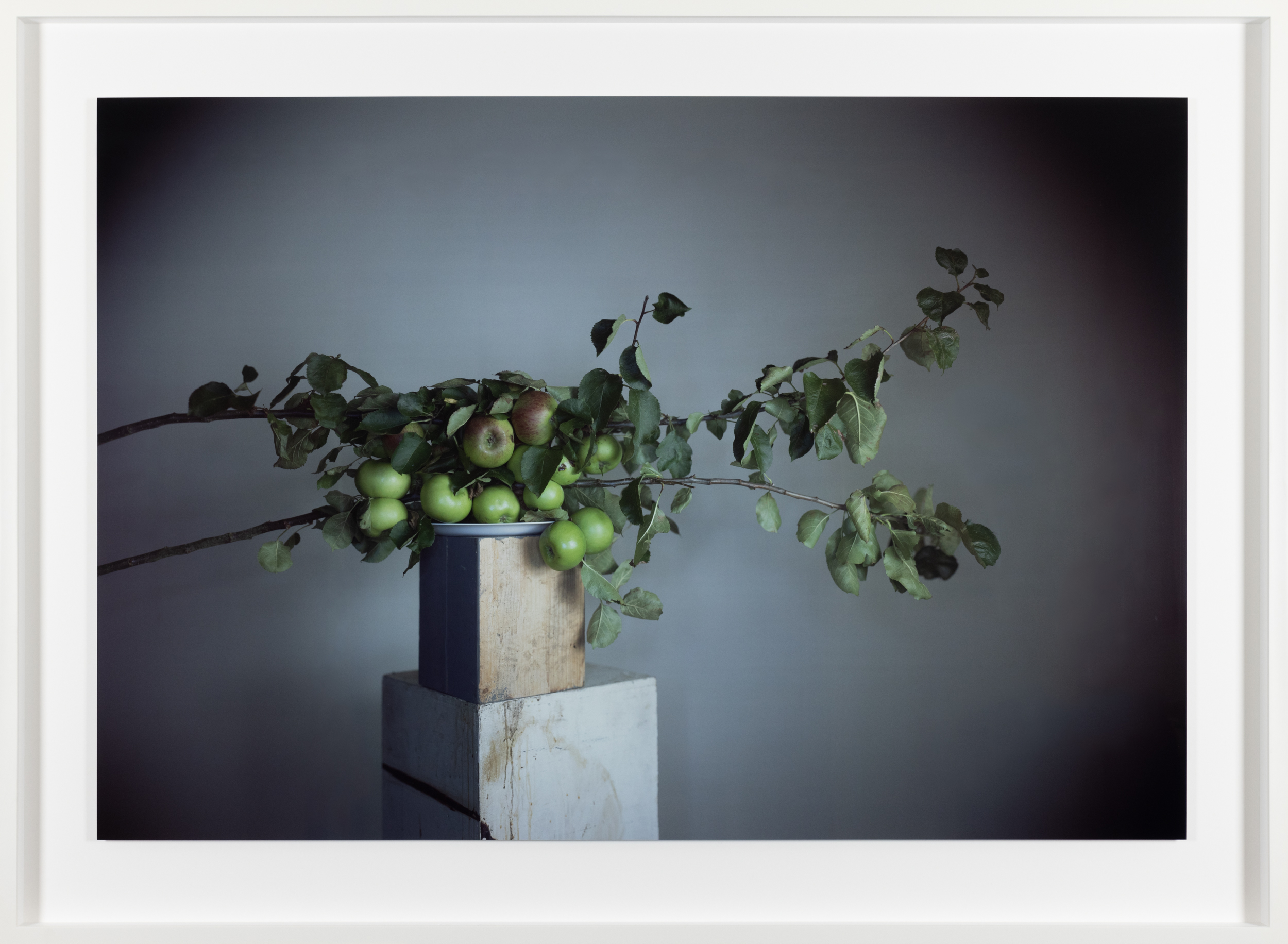 Richard Learoyd: Still-life | Fraenkel Gallery