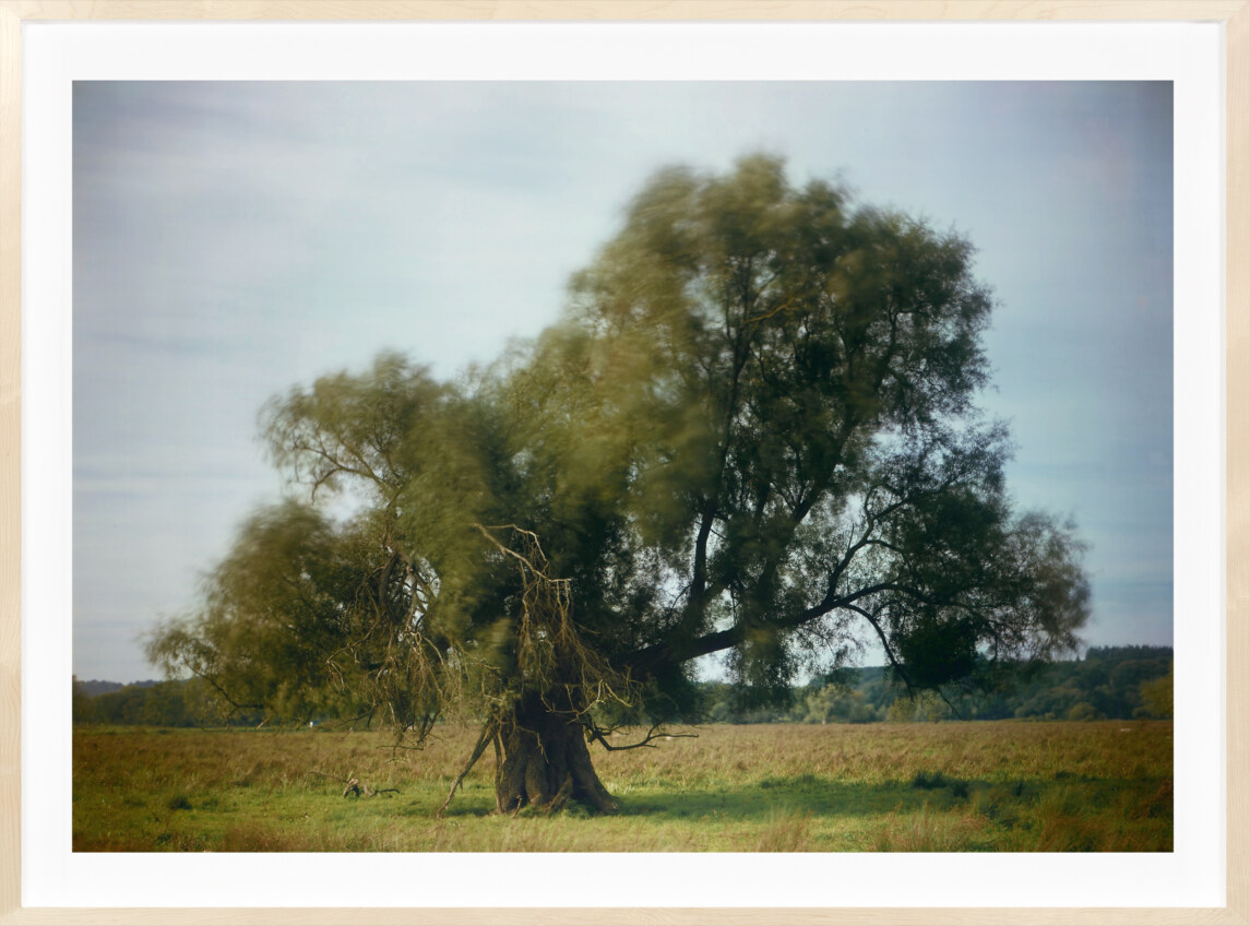 Richard Learoyd | Fraenkel Gallery